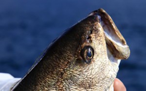 Maigre - Aqualabel - Label Rouge des produits de la mer